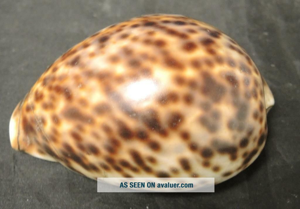 Unusual Antique Cowrie Shell Snuff Box Brevete S. G. O. G. | #3818642