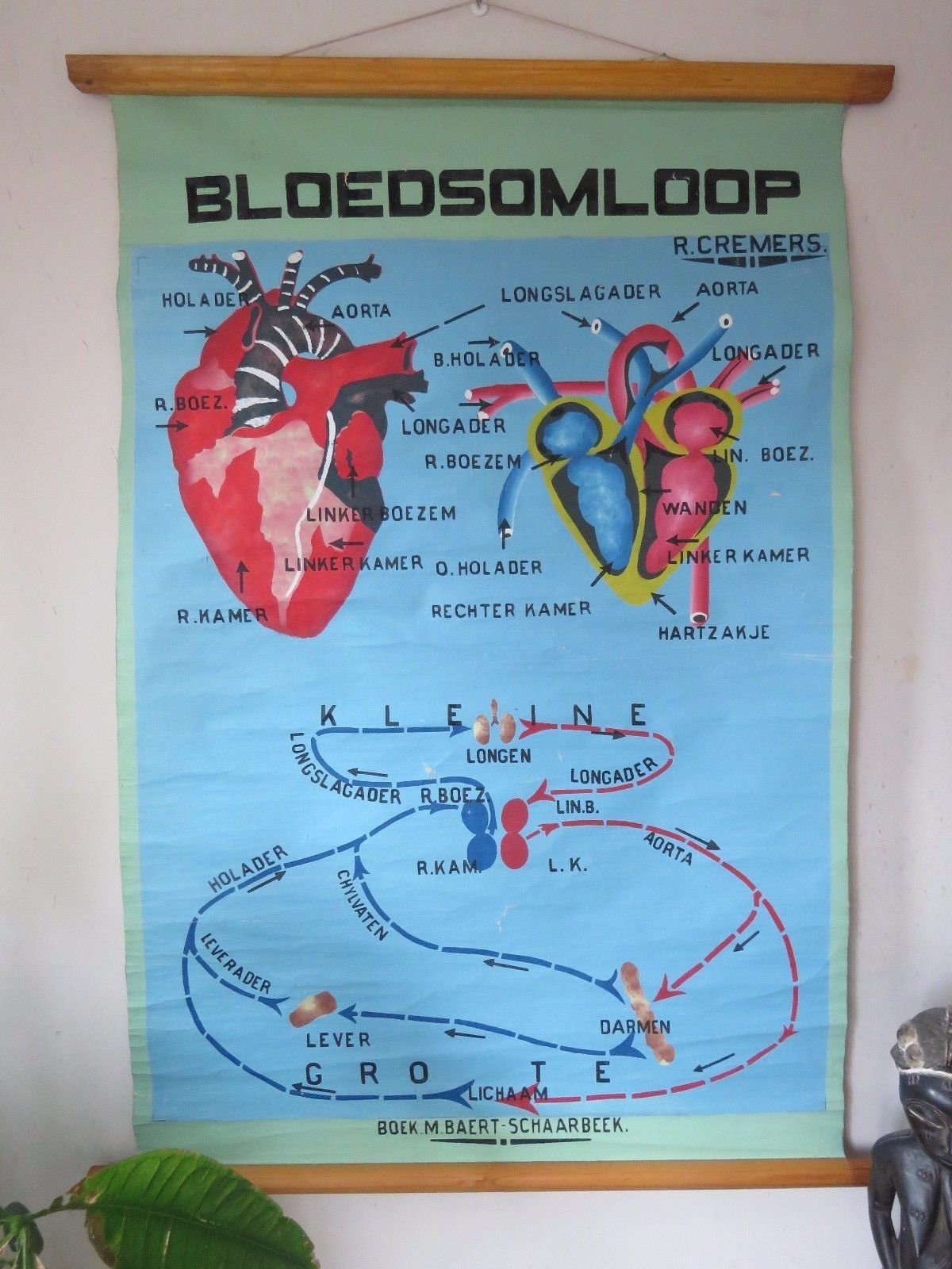VINTAGE ROLL PULL DOWN SCHOOL CHART OF HEART & CIRCULATION RARE SCREEN ...
